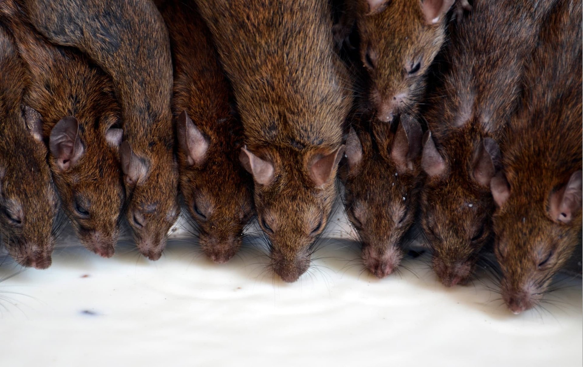 How to Identify and Treat Respiratory Infections in Domesticated Rats ...